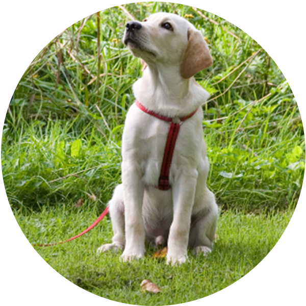 Download Image - Puppy Training PNG Image with No Background - PNGkey.com