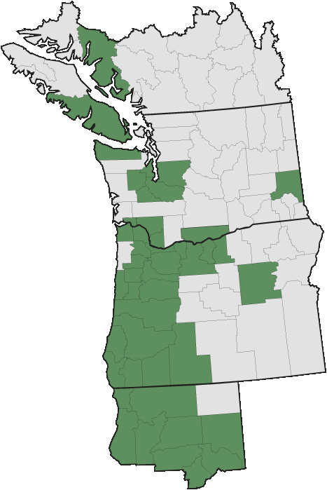 Download More Information - - Poison Oak Pacific Northwest PNG Image ...