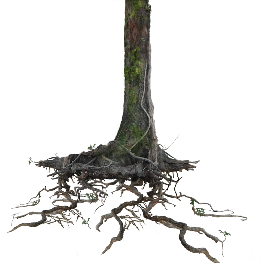 Download Go To Image - Tree With Roots Transparent PNG Image with No ...
