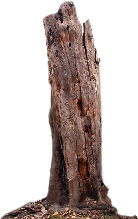 Tree Png Full Hd - Free Transparent PNG Download - PNGkey