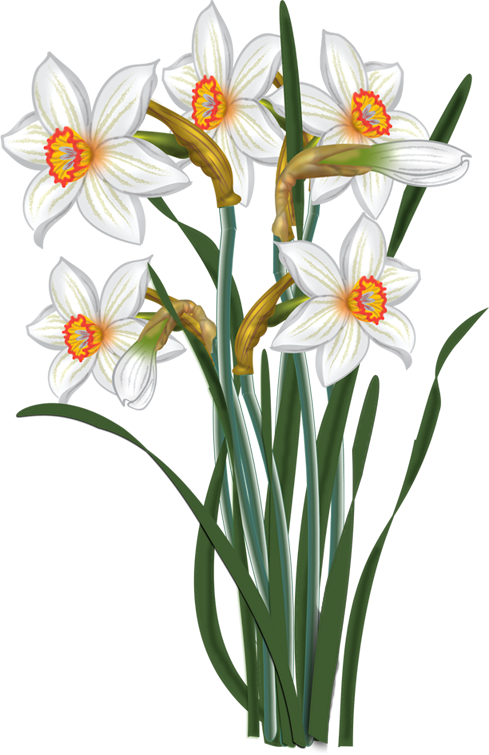 Svg Transparent Library Flowers Vector Narcissus Malowanki - Narcissus ...