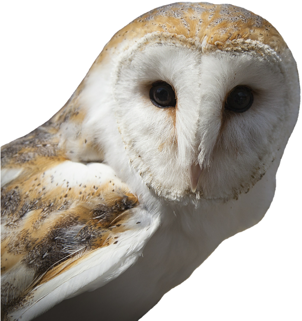 Png Images, Pngs, Telegram, Telegrams, Telegram Icon, - Brown Owl ...