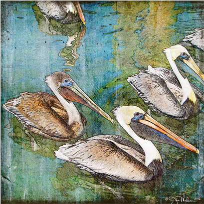 Download Key West Pelicans Canvas - Brown Pelican PNG Image with No ...