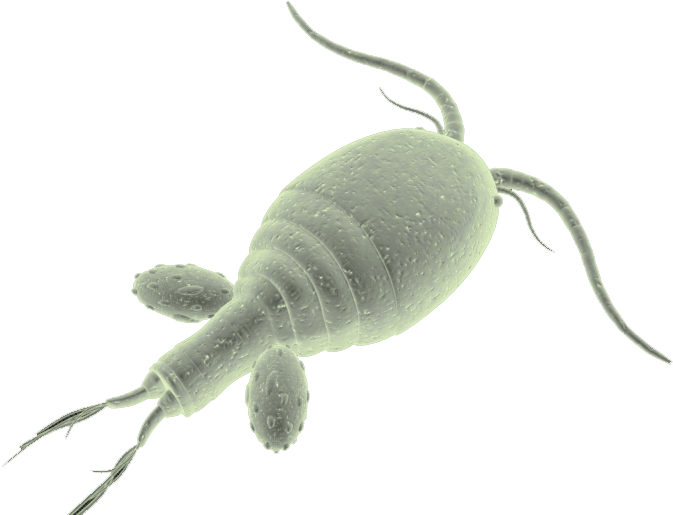 Parasite - Intestinal Parasite Infection - Free Transparent PNG ...