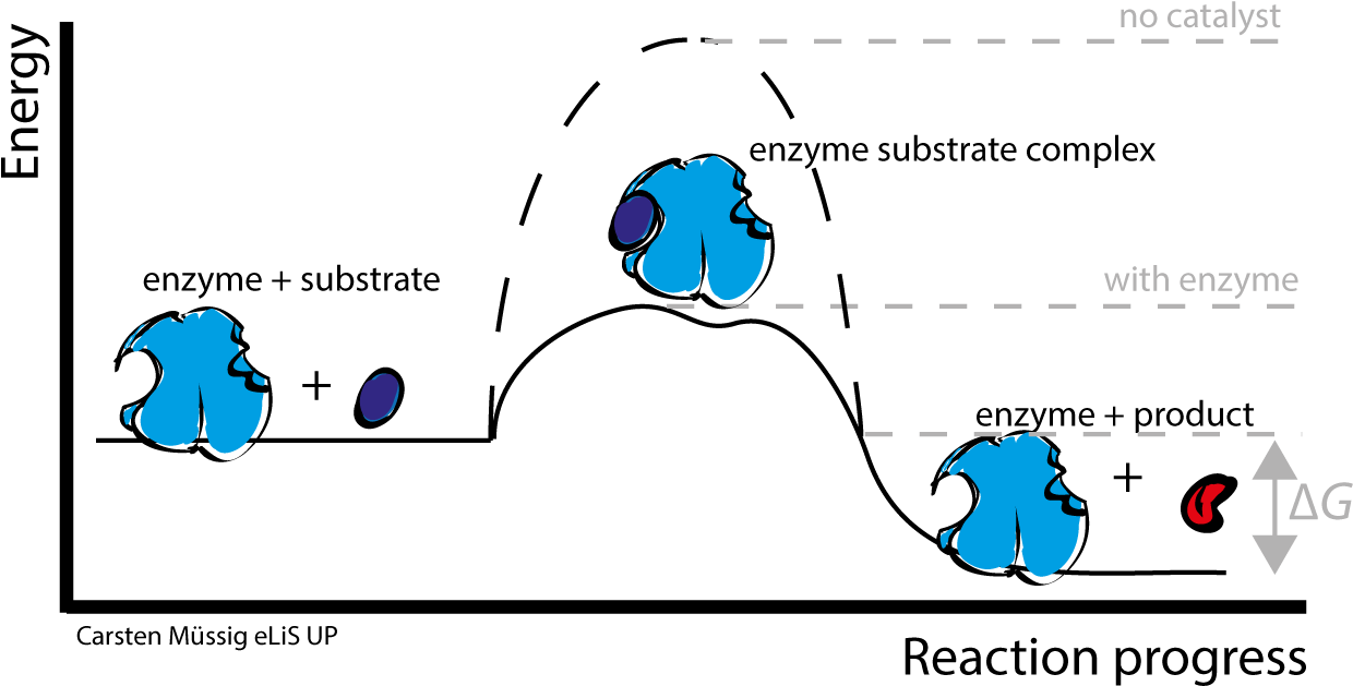 Enzyme Action - Enzyme Substrate Complex Graph - Free Transparent PNG ...