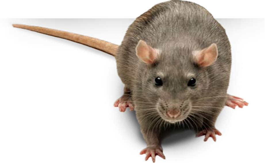 Download Image - Rat Face No Background PNG Image with No Background ...