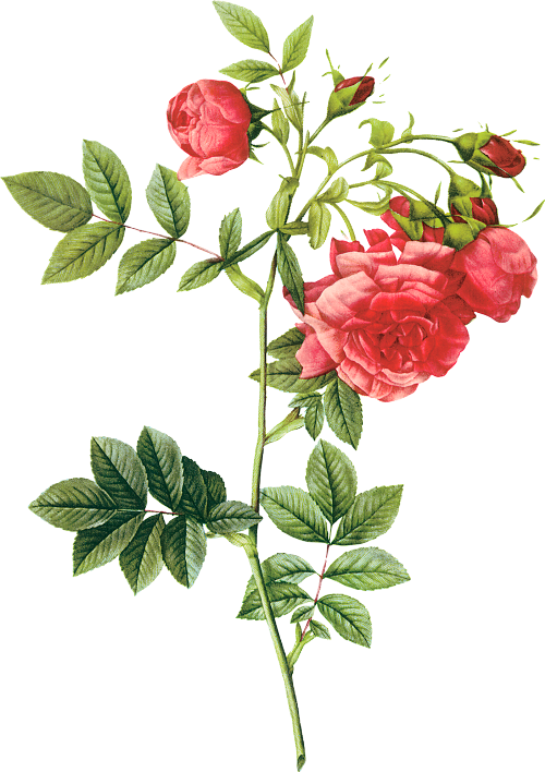 Download Pierre Joseph Redoute Rose Png PNG Image with No Background ...