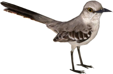 Download Northernmockingbird Tamarahenson - Northern Mockingbird Png ...