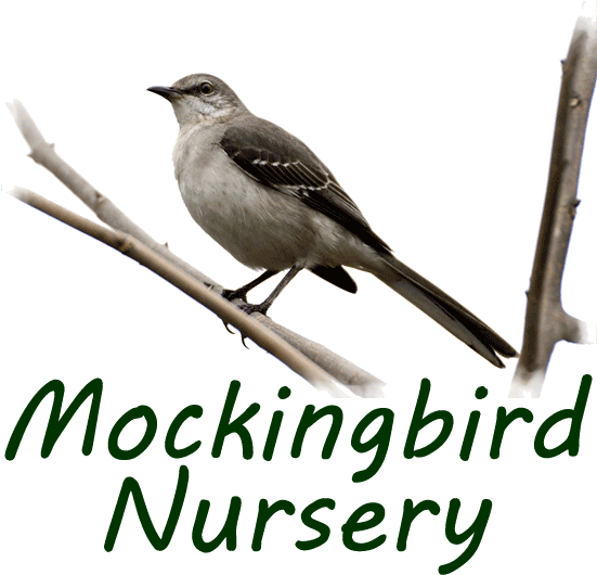 Download Mockingbird Logo Live 2x - Mockingbird PNG Image with No ...