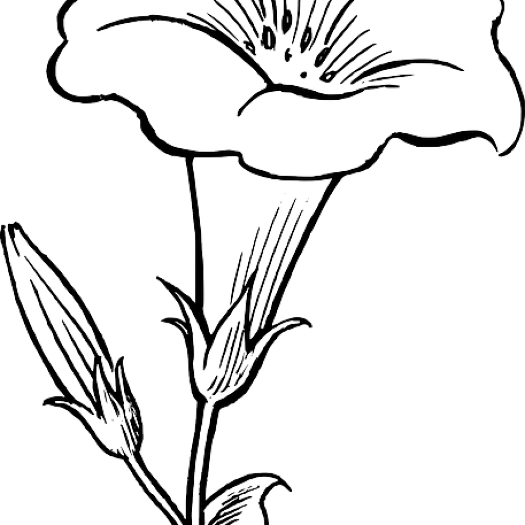 Download Flower Outline Drawing Black White Flowers Free Dinosaur Download Flower Outline Drawing Black White Flowers Free Dinosaur