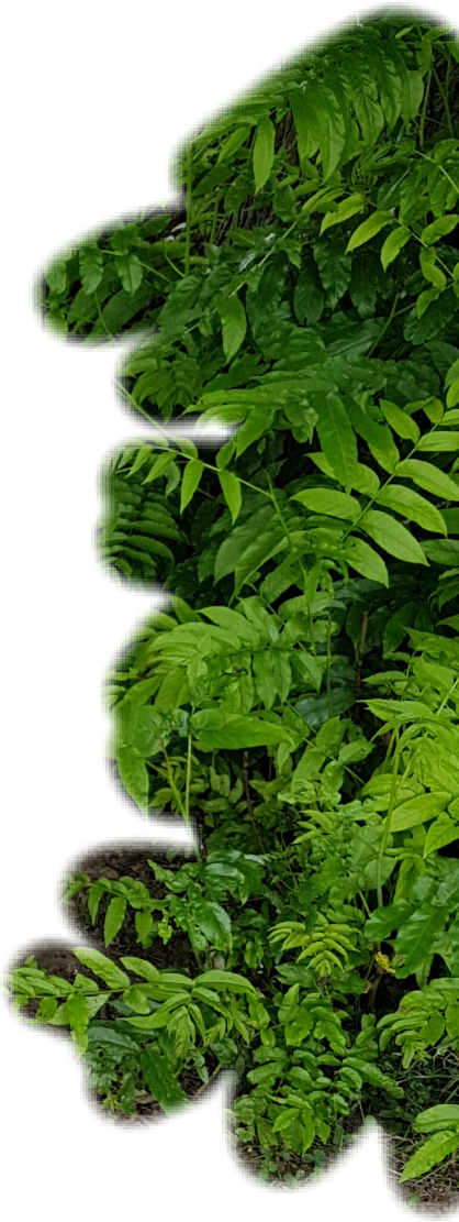 Download Report Abuse - Tree PNG Image with No Background - PNGkey.com