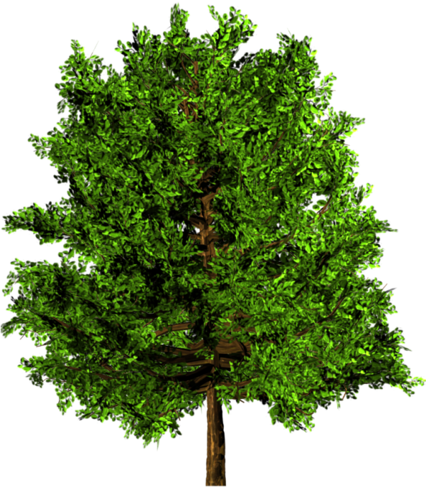 Download Tree Plan View Source - Sycamore Tree Png PNG Image with No ...