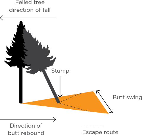 [image] Infographic Showing A Felled Tree Hitting Another - Rebound ...