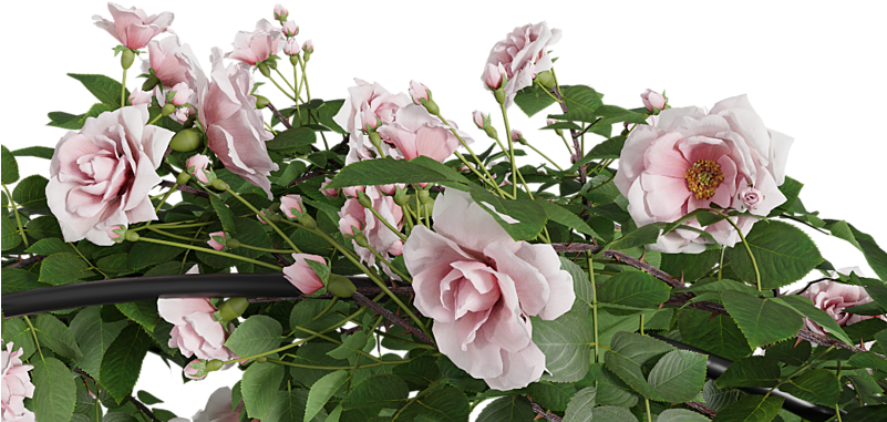 Climbing Rose Arc Bush - Garden Roses - Free Transparent PNG Download ...