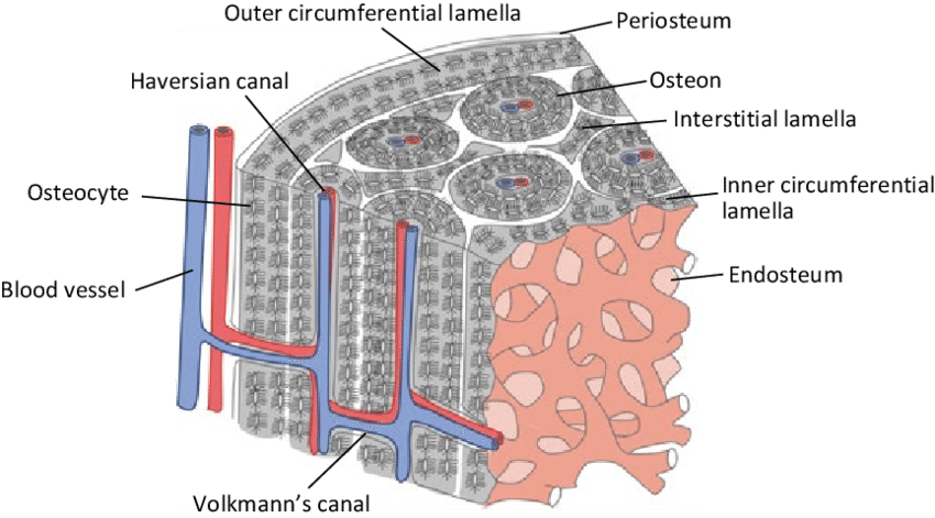 Download 3 Schematic Illustration Of The Basic Microstructure ...