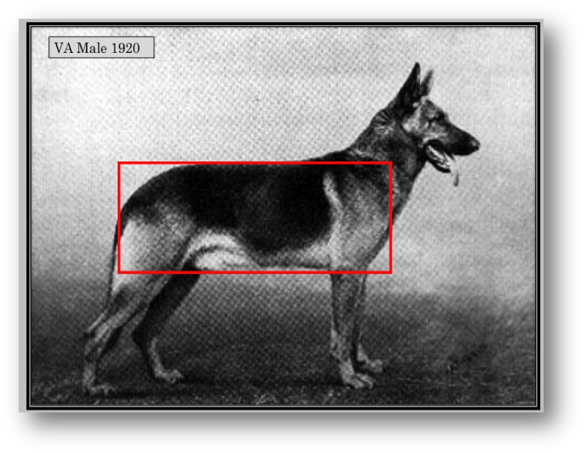 Download Dog Has Been Man S Best Friend For Years Dna Study - German ...