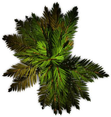 Download Palm Tree Plan Png PNG Image with No Background - PNGkey.com