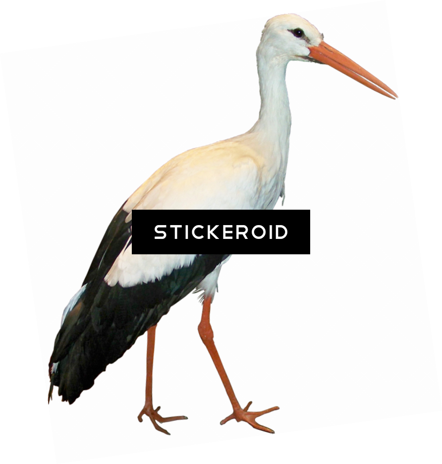 Download Stork Animals - White Stork PNG Image with No Background ...