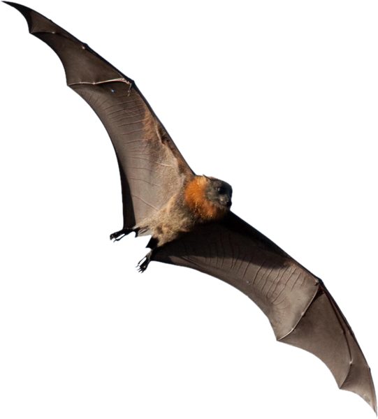 Download Flying Fox Png PNG Image with No Background - PNGkey.com