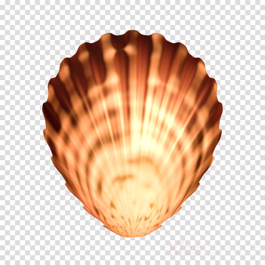 Seashells Png Clipart Cockle Seashell - Portable Network Graphics ...