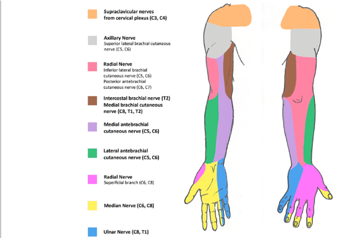 Schematic Representation Of The Sensory Innervation - Cutaneous ...