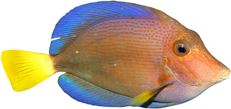 Fish - Peces Con Fondo Transparente - Free Transparent PNG Download ...