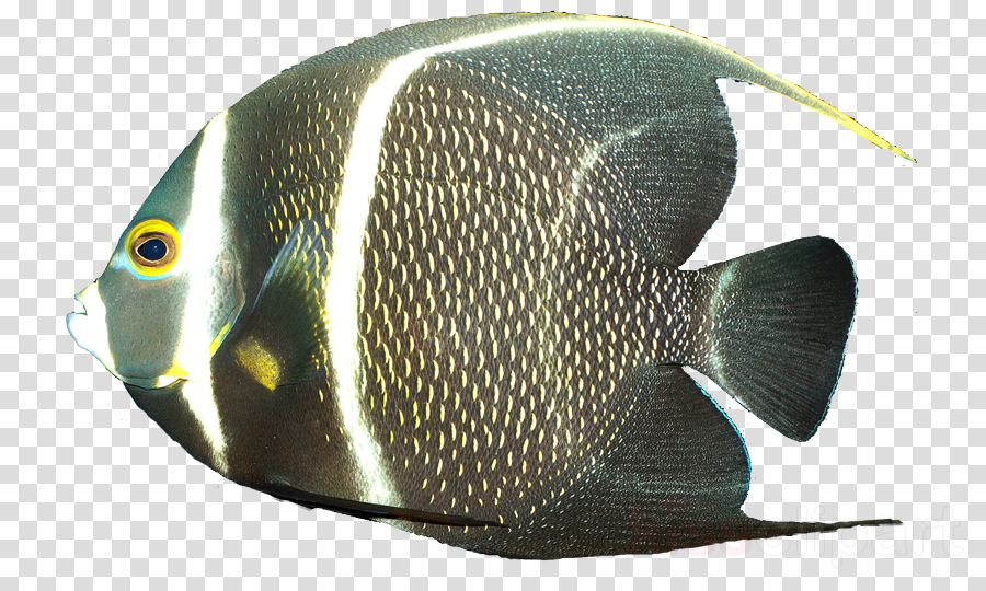 Download French Angelfish Clipart French Angelfish Freshwater - Vector ...