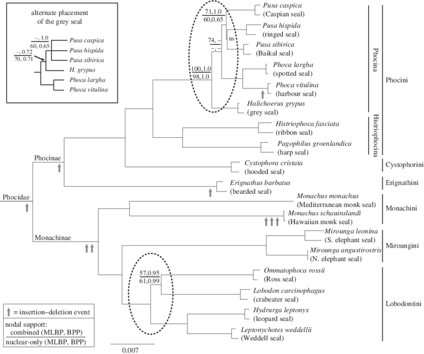 Download Phylogeny Of The Phocidae - Figure 1 PNG Image with No ...