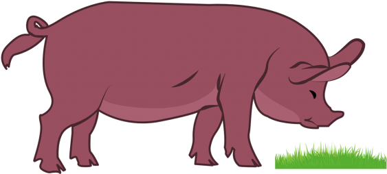Pig Png Vector Clipart Transparent Background Image - Transparent ...