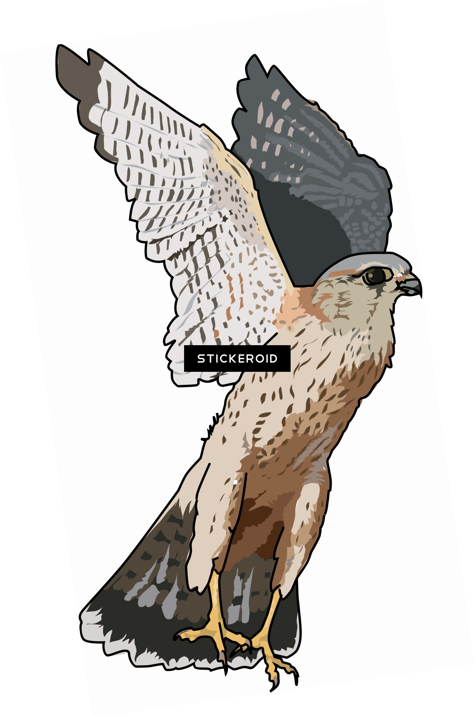 Download Falcon - Falcon Clipart Png PNG Image with No Background ...