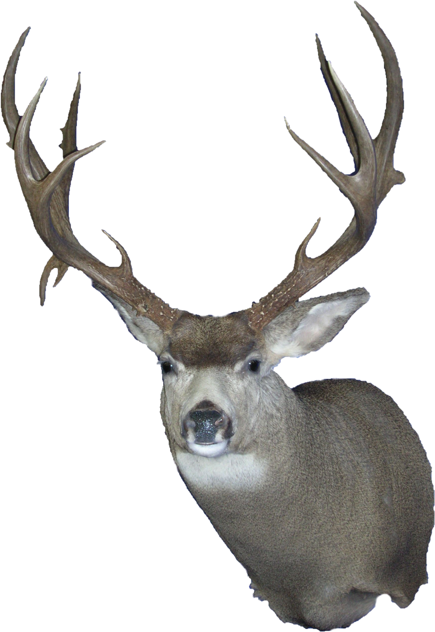 Download Mule Deer Wall Clear - Taxidermy Transparent PNG Image with No ...