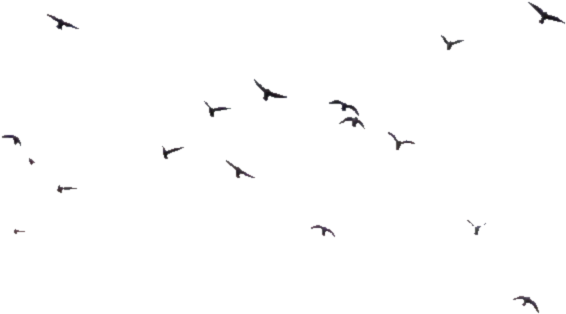 Birds Transparent - Flock - Free Transparent PNG Download - PNGkey