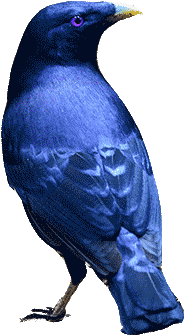 Download Satin Bowerbird - Boat Tailed Grackle PNG Image with No ...