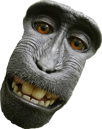 Download Snout - David Slater Monkey PNG Image with No Background ...