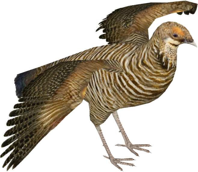 Download Heath Hen F - Heath Hen PNG Image with No Background - PNGkey.com