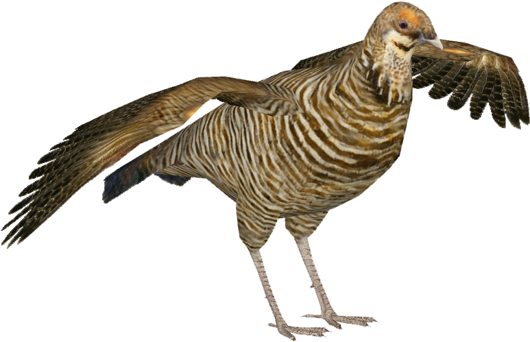 Download Heath Hen F - Tragopan Zt2 PNG Image with No Background ...