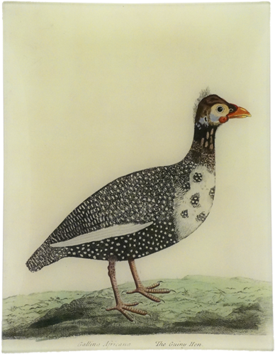 Download The Guiny Hen - Chicken PNG Image with No Background - PNGkey.com