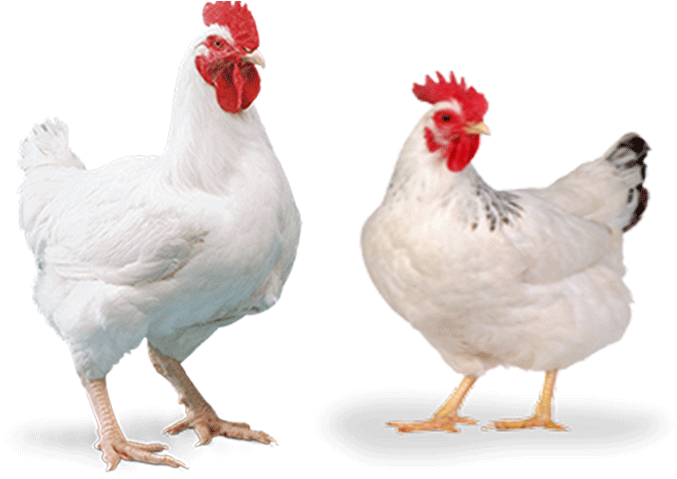 Murgi Palan Ki Jankari Hindi Me - Boylar Murgi - Free Transparent PNG ...