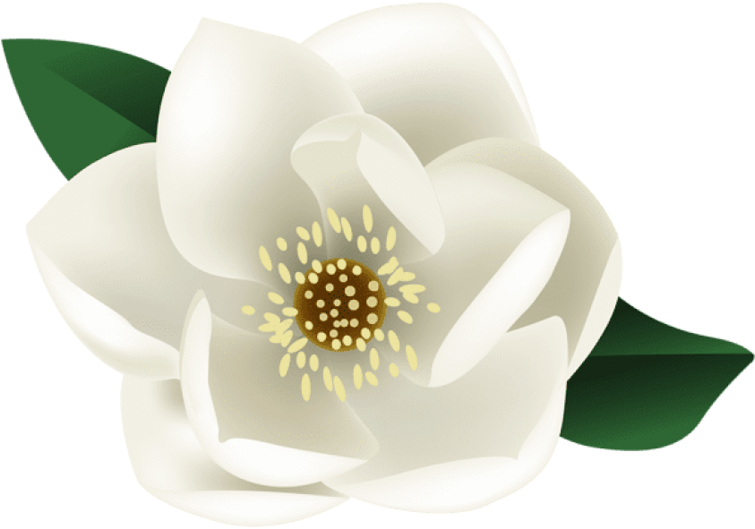Download Free Png White Magnolia Flower Png Images Transparent ...