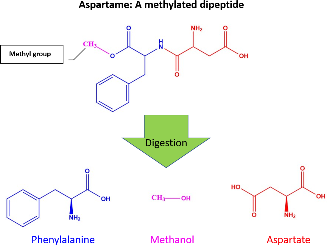 Blaide Woodburn - Diagram - Free Transparent PNG Download - PNGkey