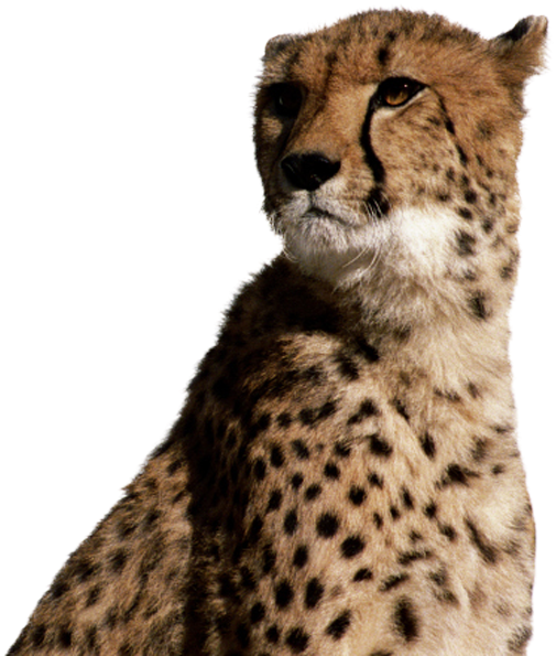 Download Next - Options Group, Inc. PNG Image with No Background ...