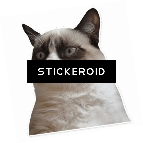 Download Грюмпи Cat Grumpy Сердитый - Duke Nukem Forever Box Art PNG ...