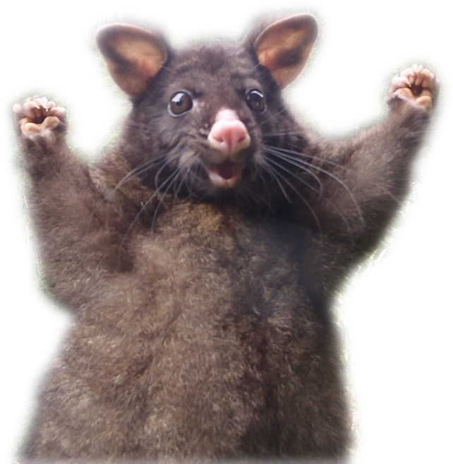 Half-assed Cutout - - Positive Possum - Free Transparent PNG Download ...