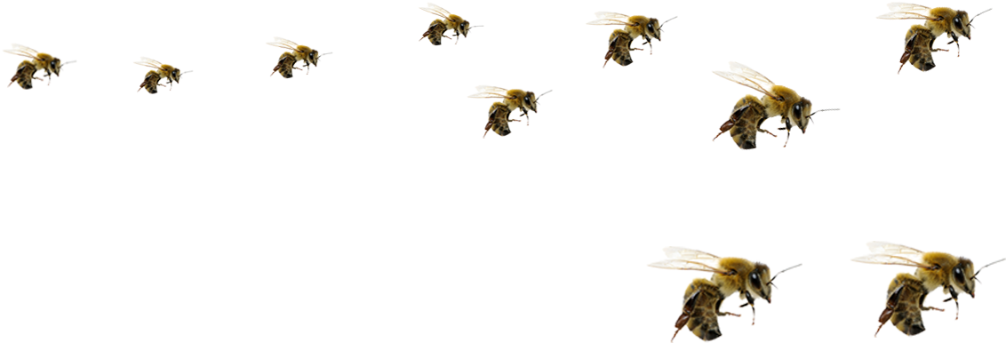 Download Flying Bee Png - Honeybee PNG Image with No Background - PNGkey.com