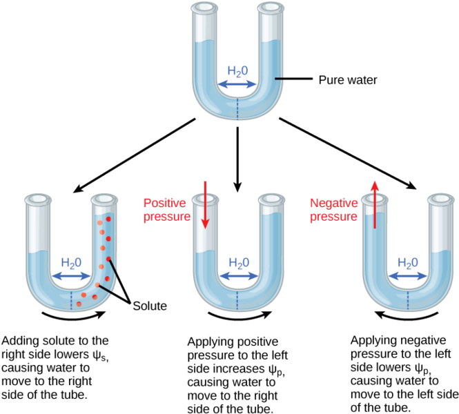 Image - Water Potential Meaning - Free Transparent PNG Download - PNGkey
