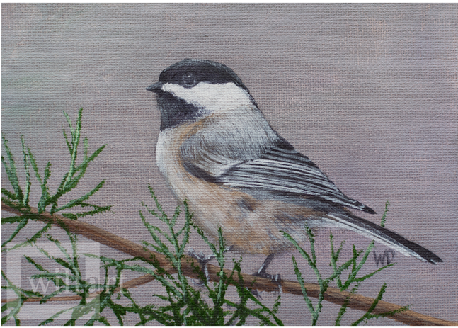 Download Chickadee Png PNG Image with No Background - PNGkey.com