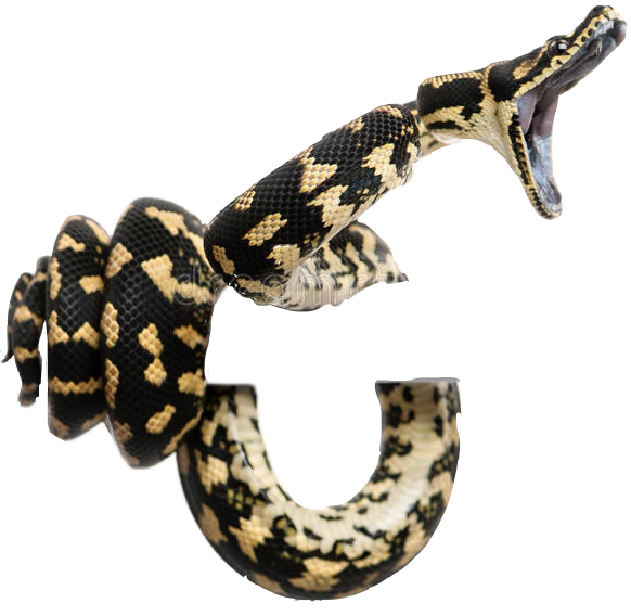 Download Snake Snakes Coiled Striking Boa Constrictor Boaconstri ...