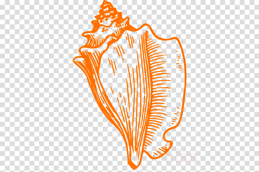 Conch Shell Drawing Clipart Drawing Conch Clip Art - Conch Shell Clip ...