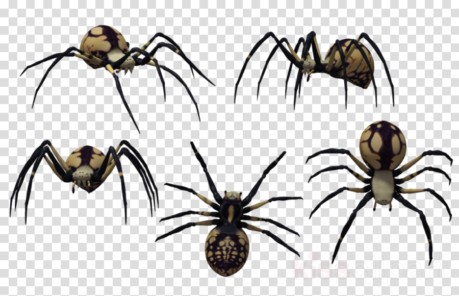 Download Black Widow Spider Side View Clipart Spider Southern ...