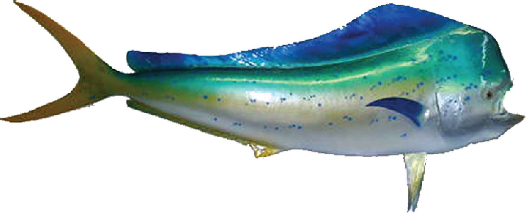 Mahi Mahi - Mahi Mahi Dead - Free Transparent PNG Download - PNGkey